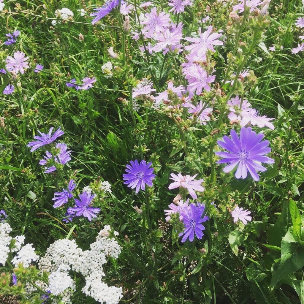 Medicine Fields: The Benefits of Diverse Pasture - Whole Health Agriculture