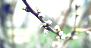 A Little Guide to Gemmotherapy - Whole Health Agriculture